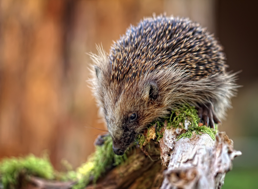 stacheliger Geselle Foto & Bild | tiere, wildlife, säugetiere Bilder ...
