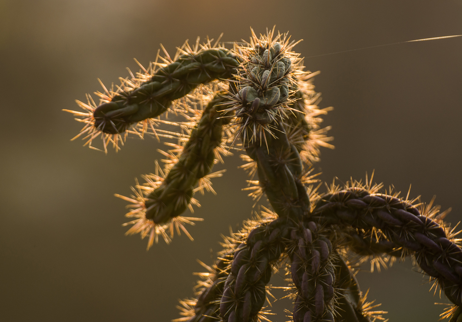 Stacheln im Abendrot Foto & Bild | pflanzen, pilze & flechten, kakteen ...
