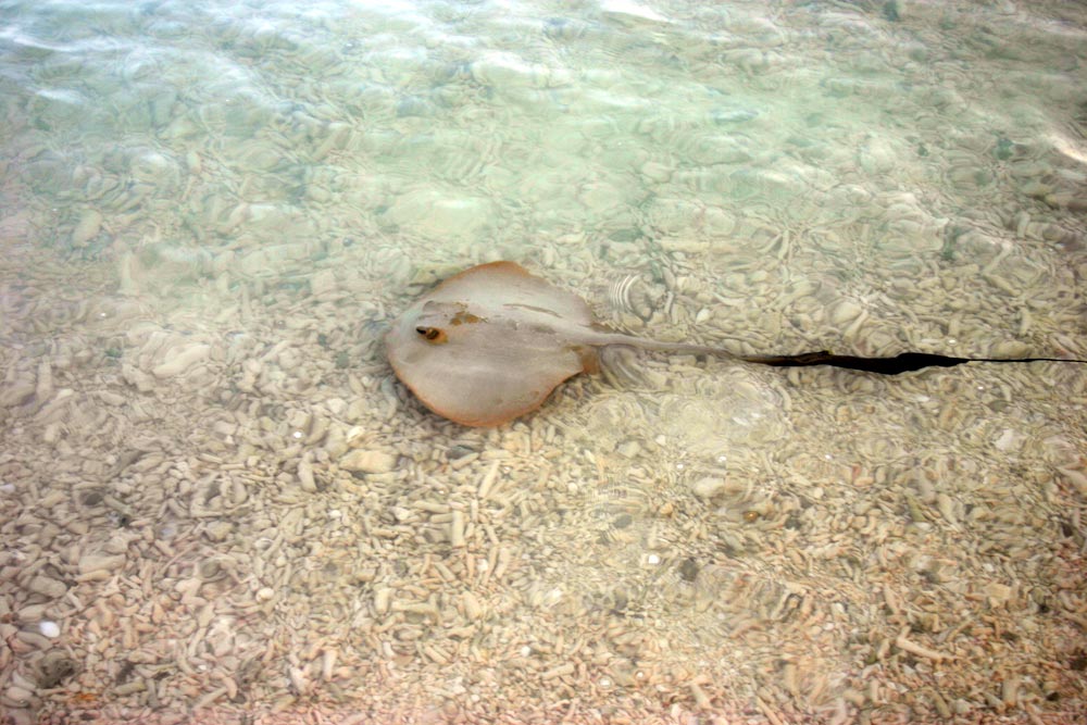 Stachelrochen Foto & Bild | tiere, wildlife, fische Bilder auf ...