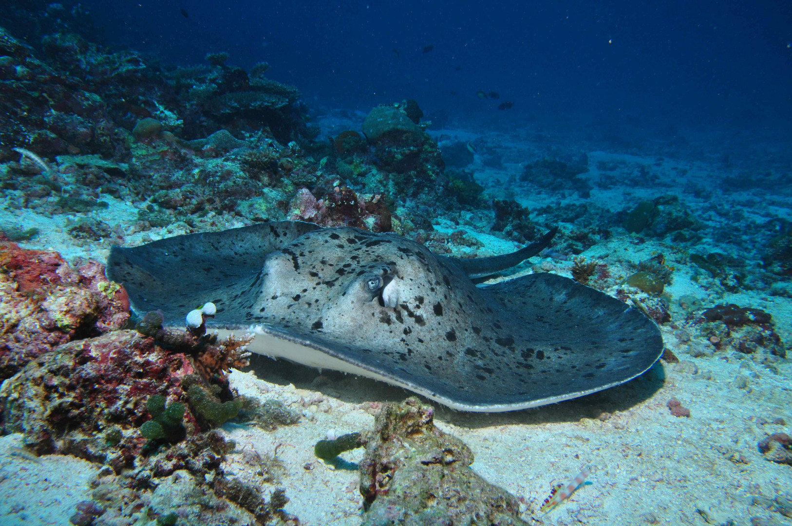 Stachelrochen Foto & Bild | unterwasser, uw-salzwasser, natur-kreativ ...