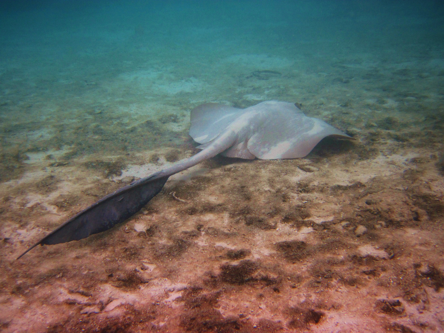 Stachelrochen Foto & Bild | asia, indian ocean, malediven Bilder auf ...