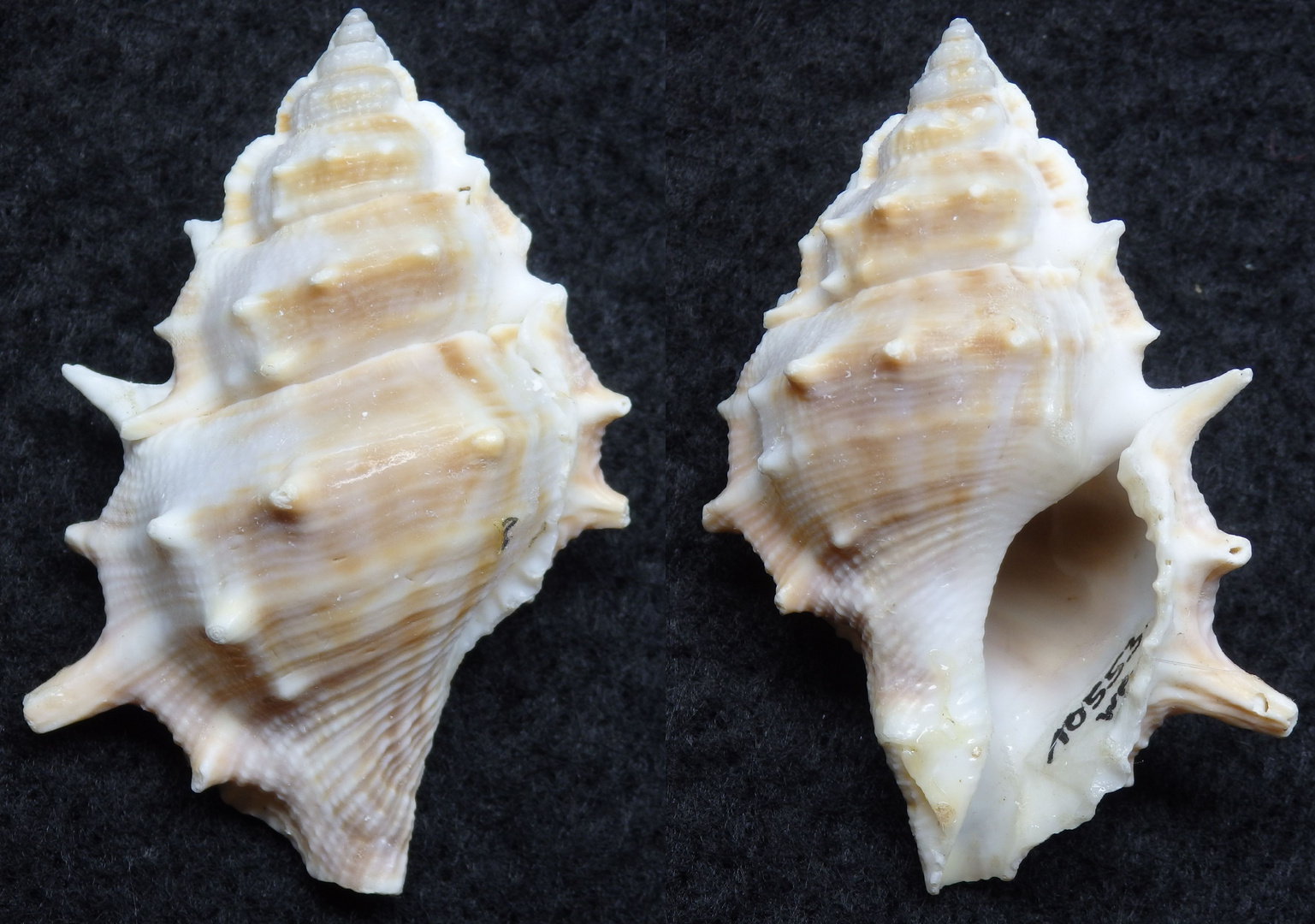 Stachelschnecke - Murex Foto & Bild | tiere, wildlife, schnecken ...