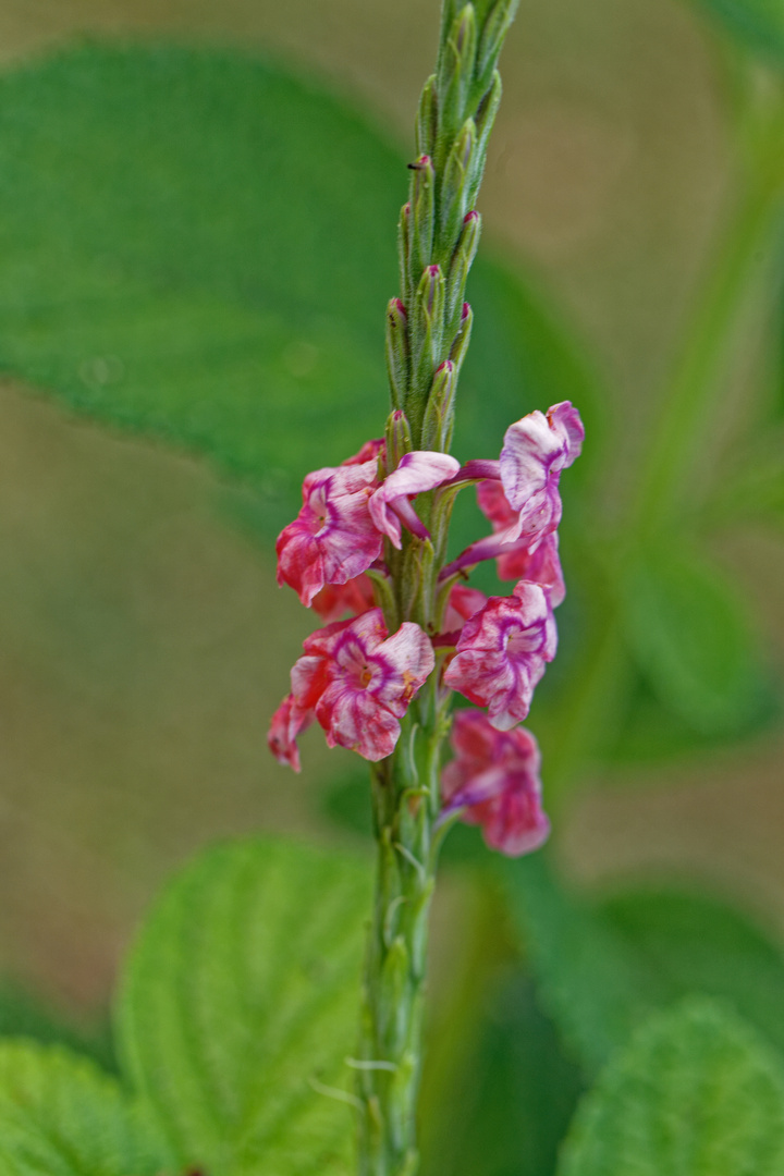 Stachytarpheta jamaicensis_1 Foto & Bild | world, spezial, costa rica ...