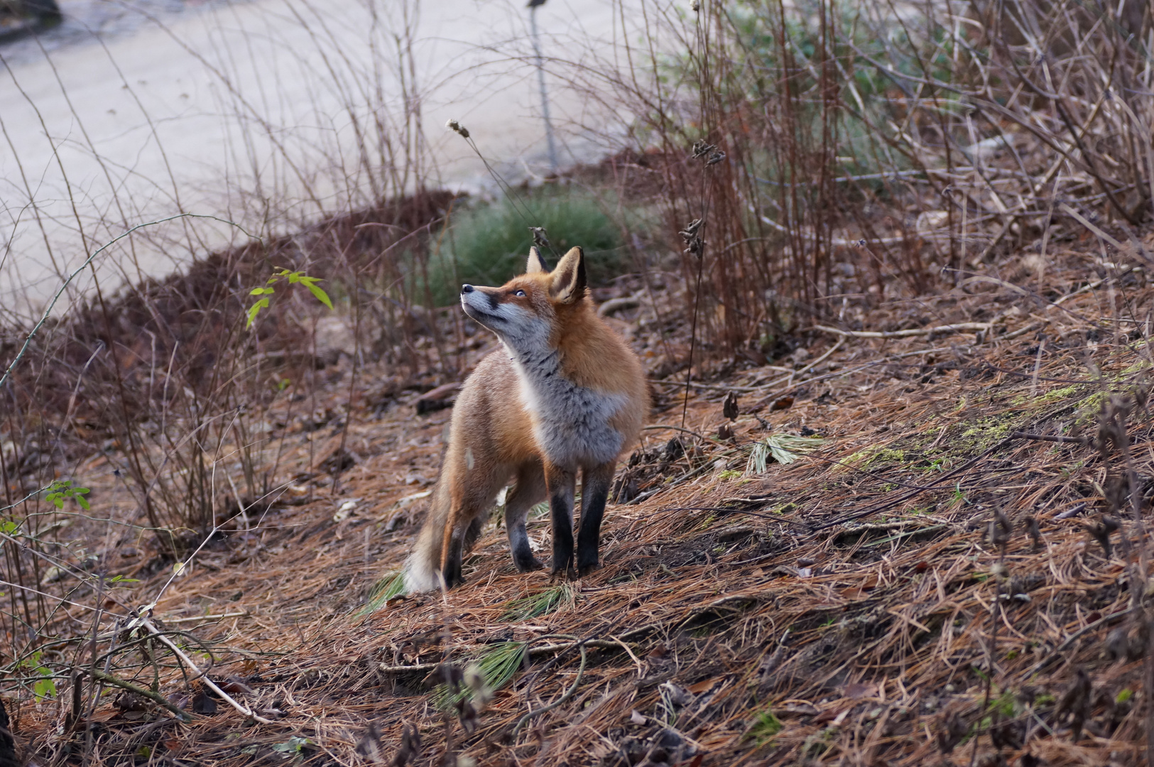 Stadtfuchs im Botanischen Garten Berlin 2 Foto & Bild | tiere, natur ...