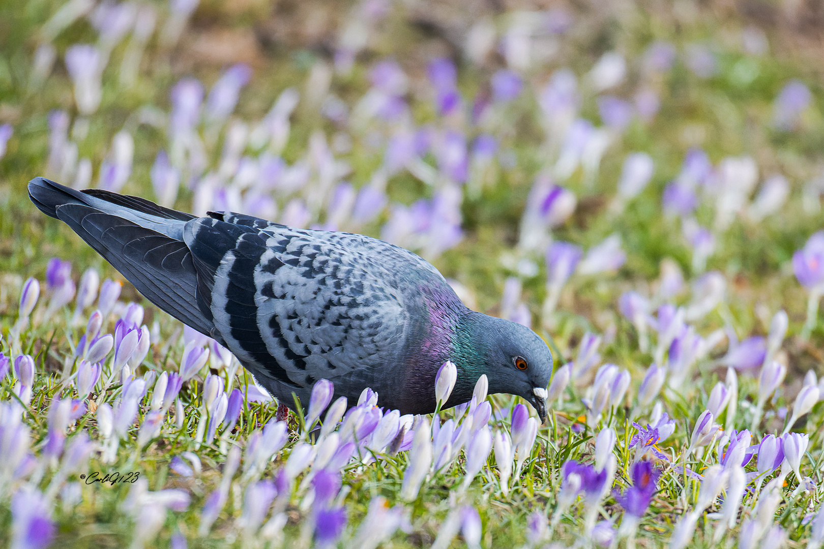 Stadttaube Foto & Bild | natur, taube, tiere Bilder auf fotocommunity