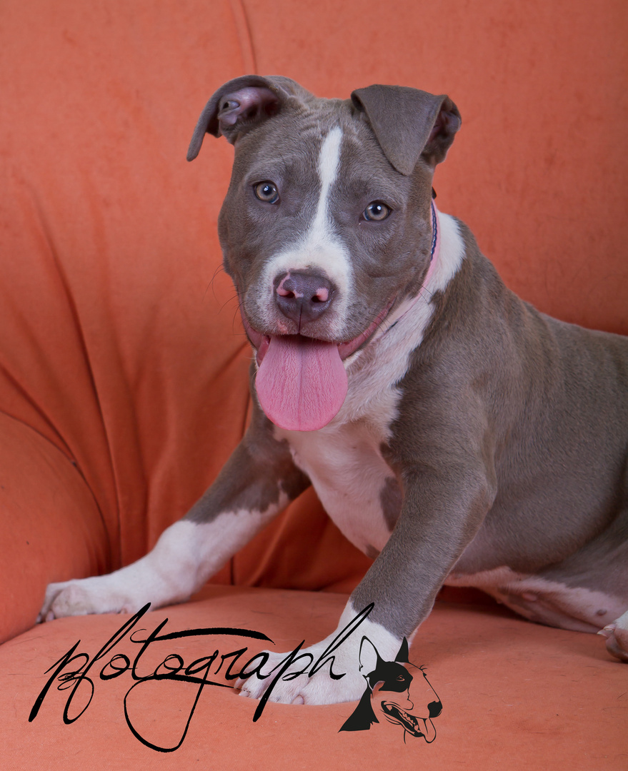 Staff Puppy Foto & Bild | tiere, haustiere, staffordshire terrier ...