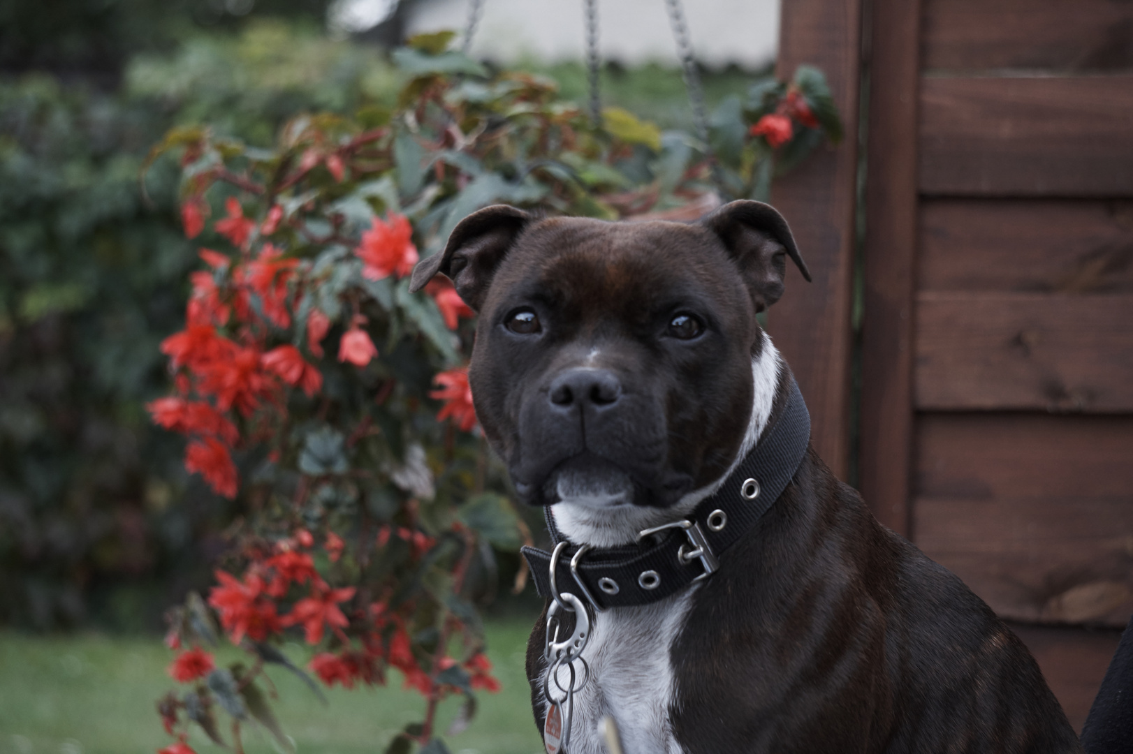 Staffi Foto & Bild | tiere, haustiere, hunde Bilder auf fotocommunity