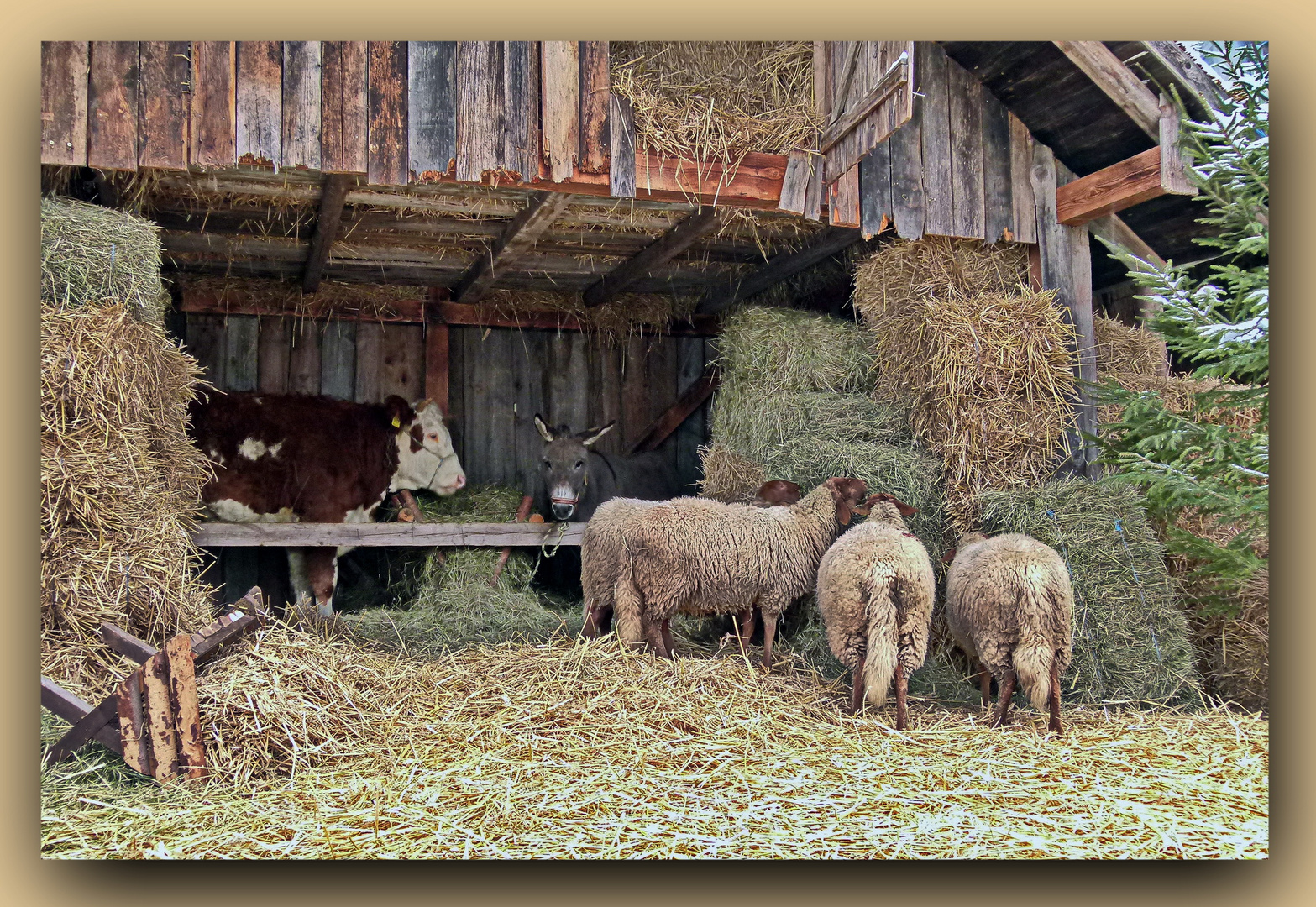 Stall in der 5-Sterne-Kategorie Foto & Bild | tiere, haustiere, pferde ...