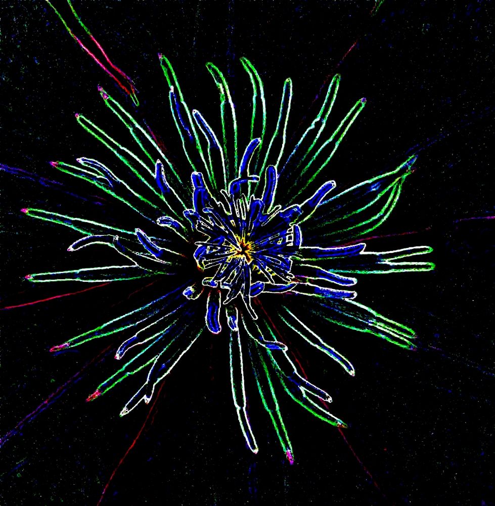 Stami e pistilli Foto % Immagini| digital editing, laboratorio, digiart ...