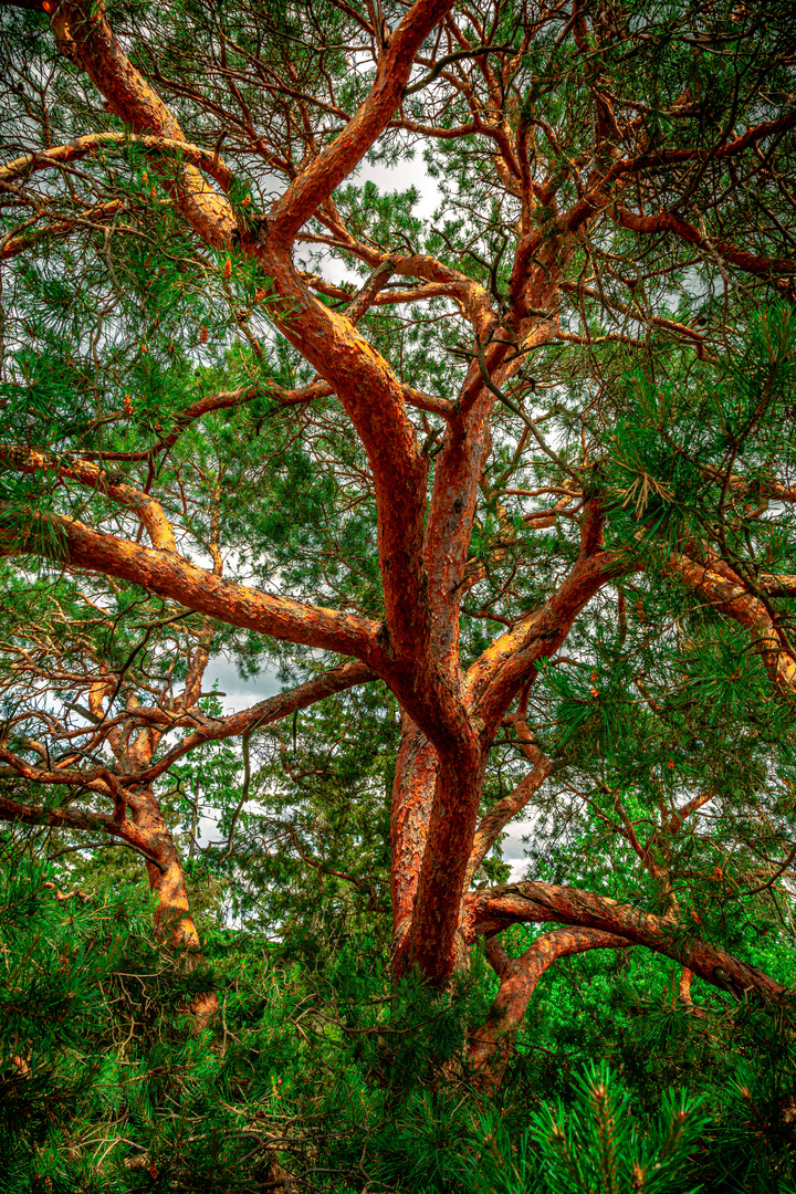 Stammbaum - Baumstamm Foto & Bild | pflanzen, pilze & flechten, bäume ...
