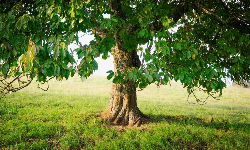 Stammbaum Foto & Bild | baum, natur, landschaft Bilder auf fotocommunity