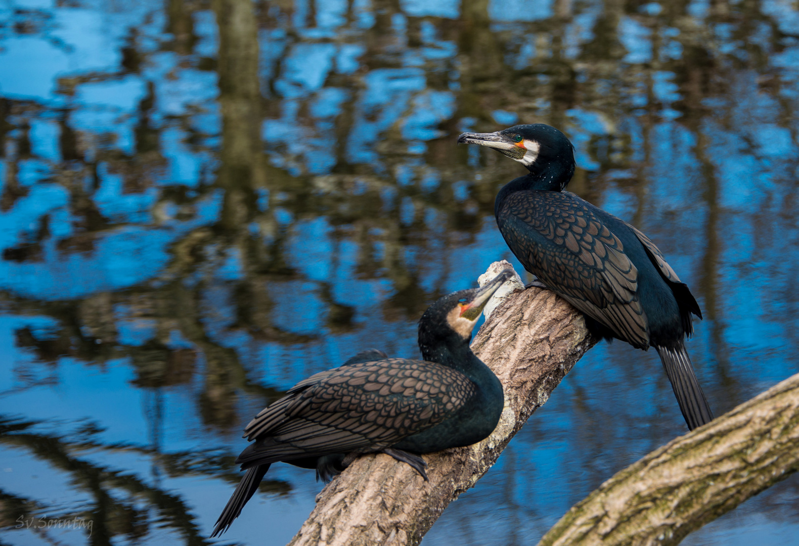Stammplatz der Kormorane Foto & Bild | usertreffen+veranstaltungen ...