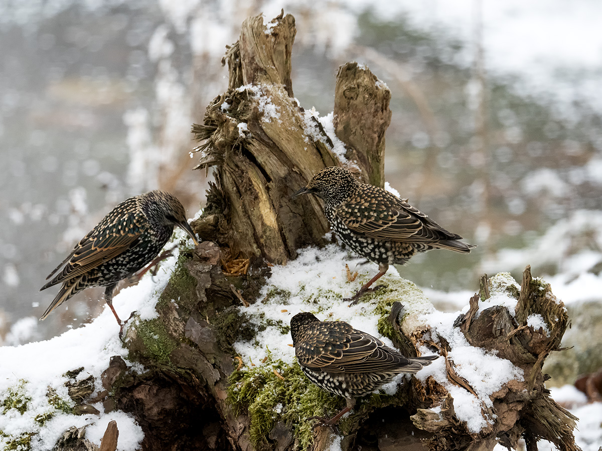 Stammtisch der Stare Foto & Bild | natur, tiere, vögel Bilder auf ...