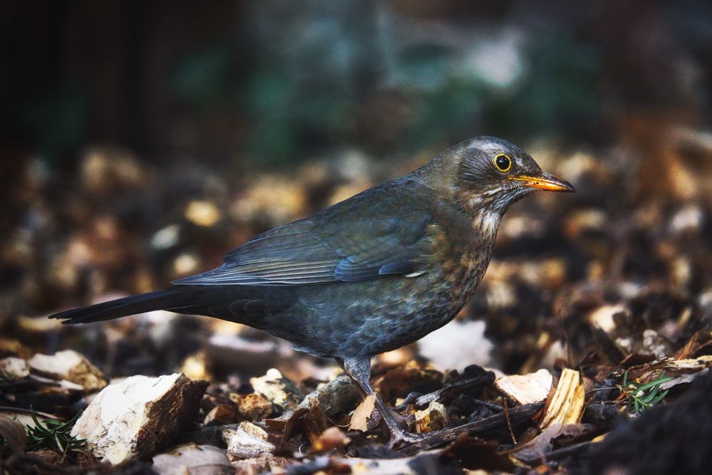 Stand my ground Foto & Bild | fotos, outdoor, natur Bilder auf ...
