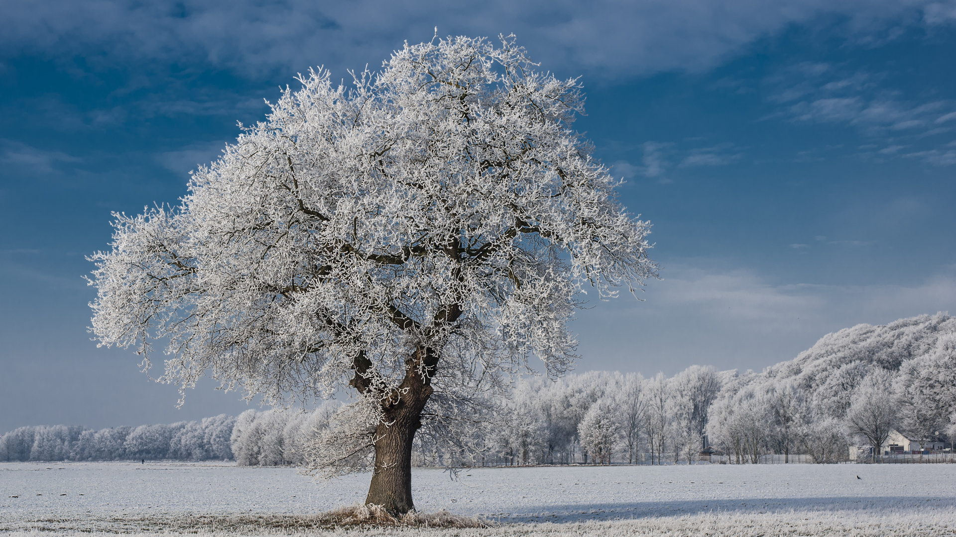 Standalone Tree Foto & Bild | jahreszeiten, winter, wald Bilder auf ...