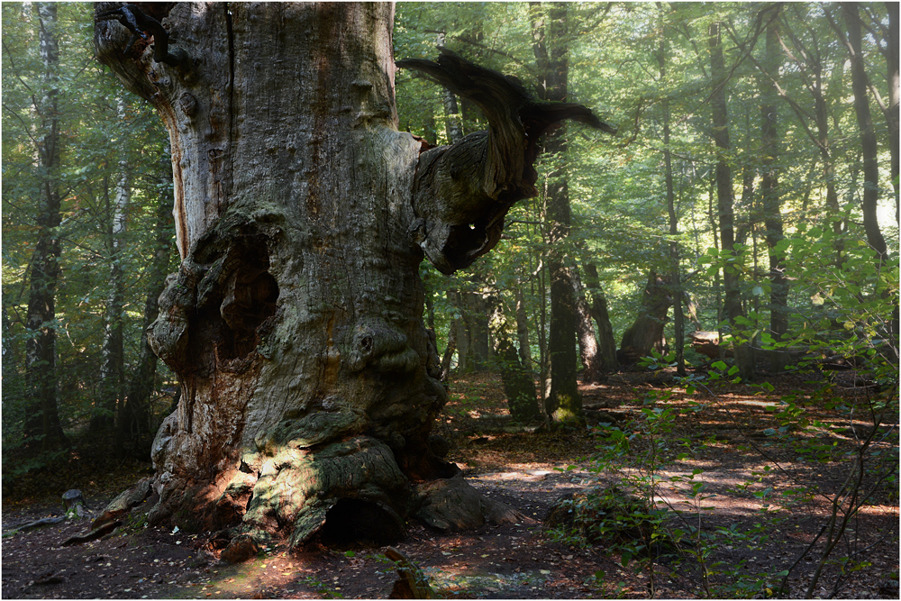 Standfest Foto & Bild | landschaft, rückkehr der natur, natur Bilder ...