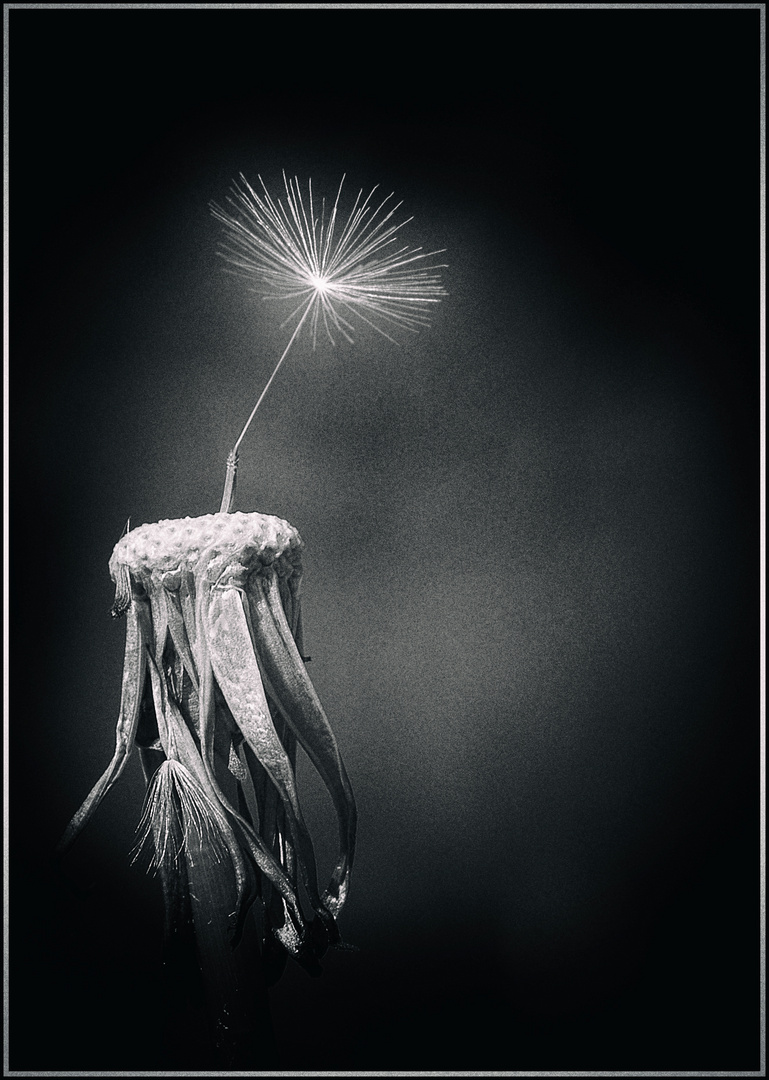 " standhaft " Foto & Bild | bw, spezial, natur Bilder auf fotocommunity