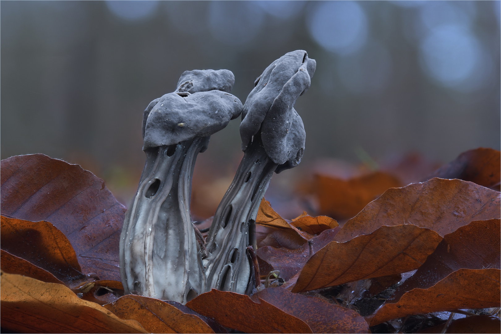 Standhaft Foto & Bild | wald, winter, natur Bilder auf fotocommunity