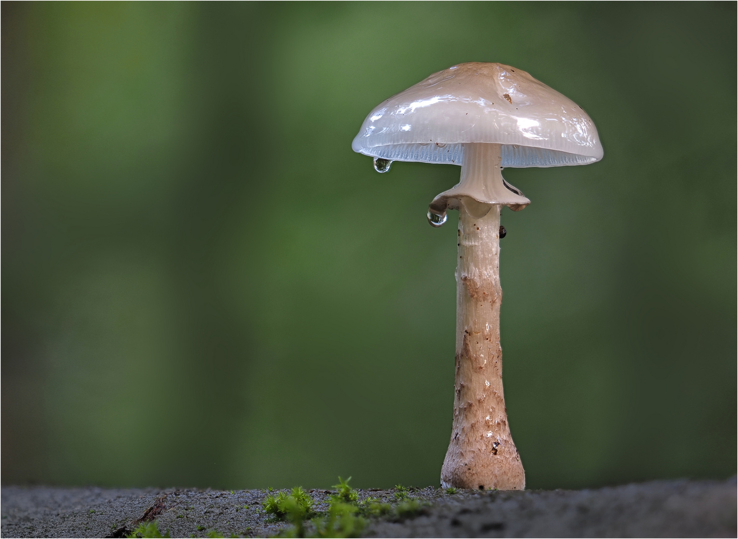 Standhaft..... Foto & Bild | wald, nahaufnahme, olympus Bilder auf ...