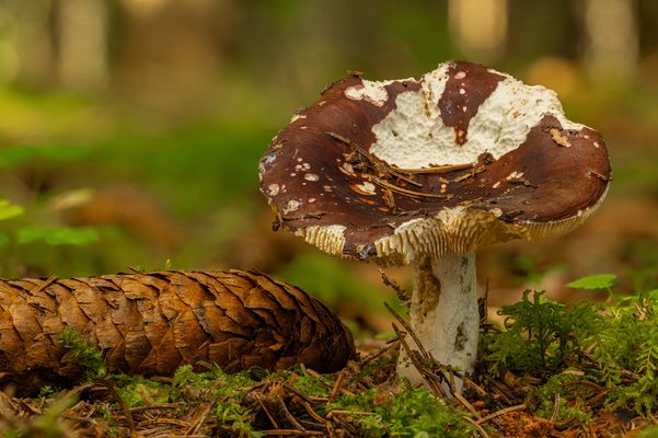 Pilze & Flechten Bilder & Fotos