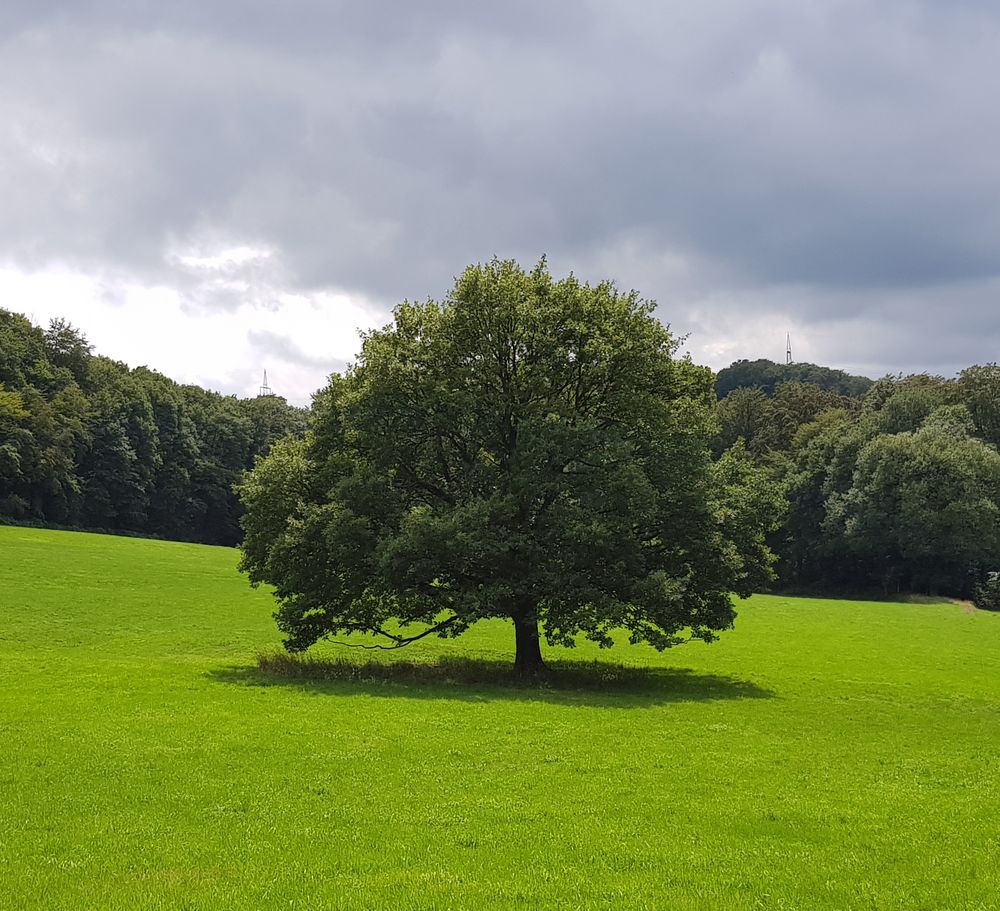 Standhaft Foto & Bild | natur Bilder auf fotocommunity