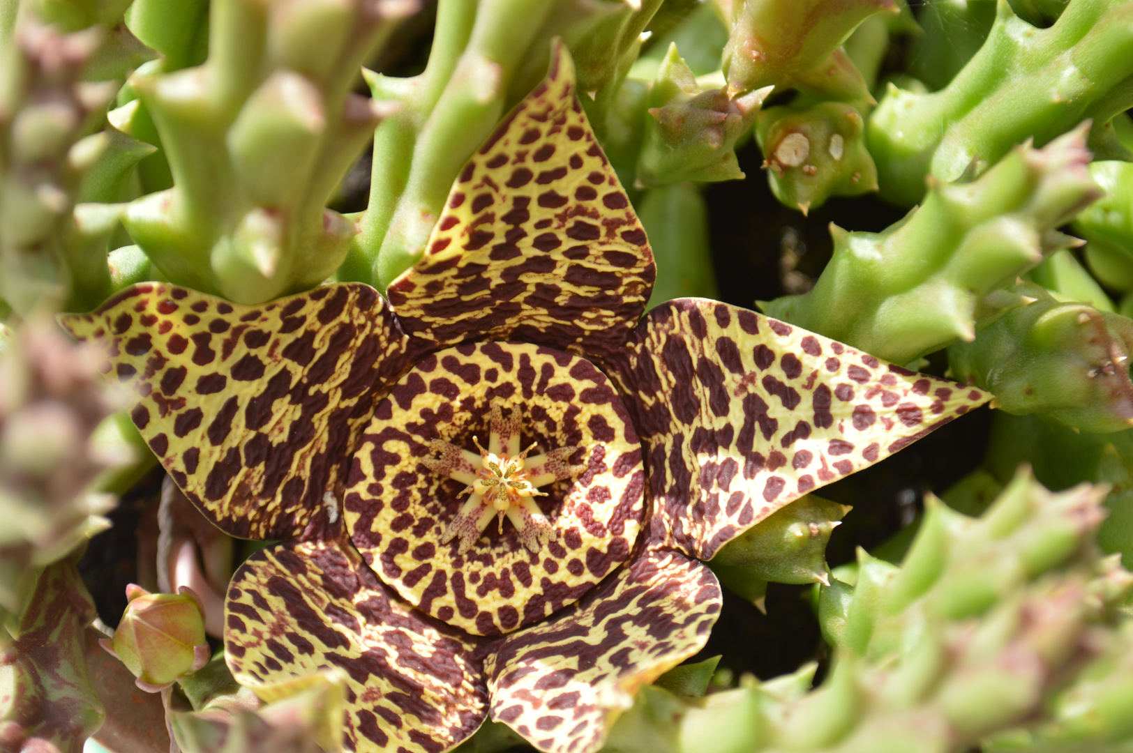 Stapelia Foto % Immagini| piante, fiori e funghi, natura Foto su ...