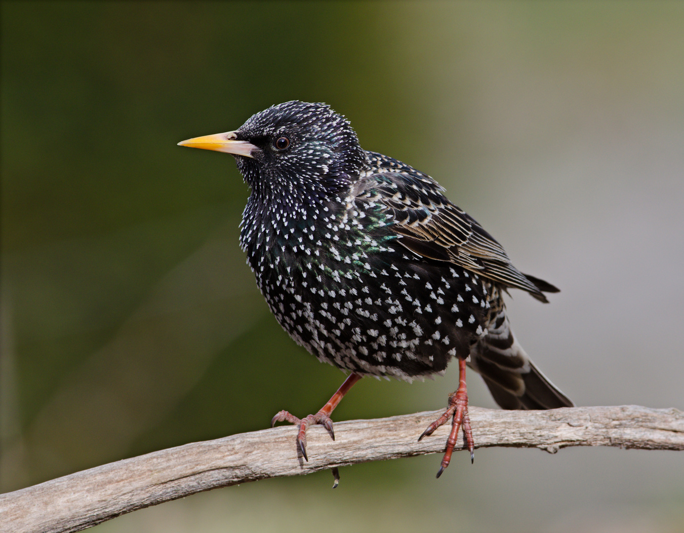 Star Foto & Bild | tiere, wildlife, wild lebende vögel Bilder auf ...