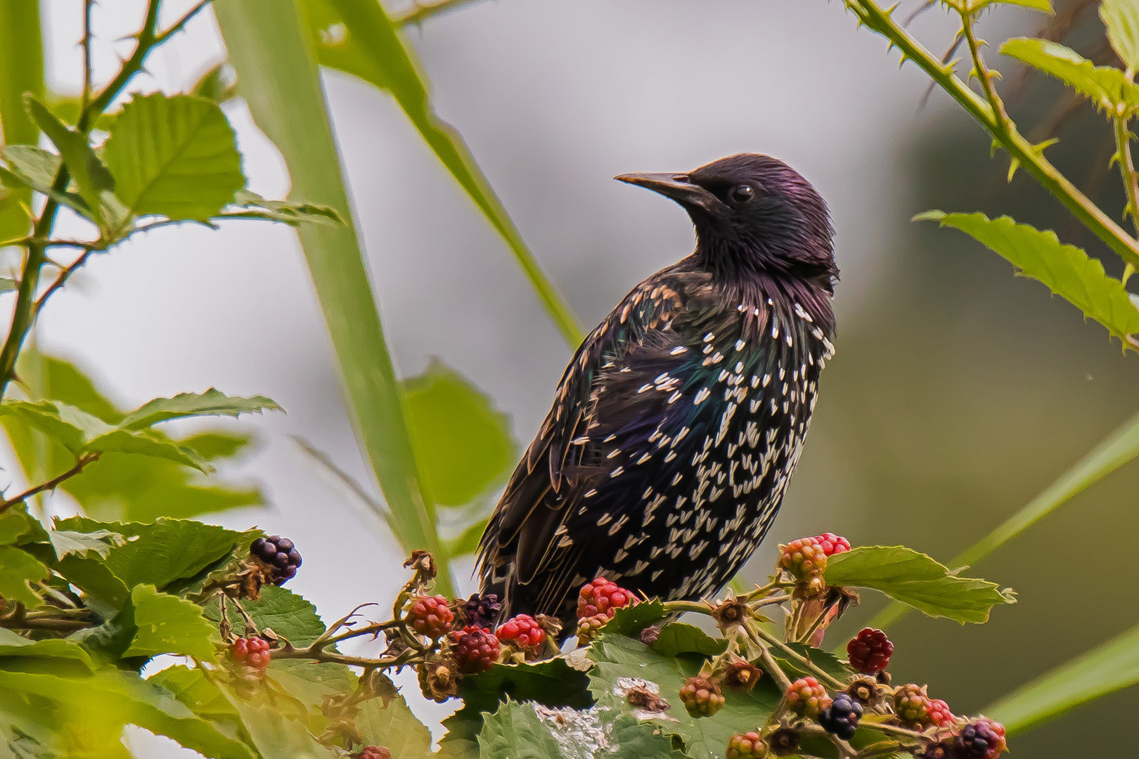 Star Foto & Bild | tiere, wildlife, wild lebende vögel Bilder auf ...