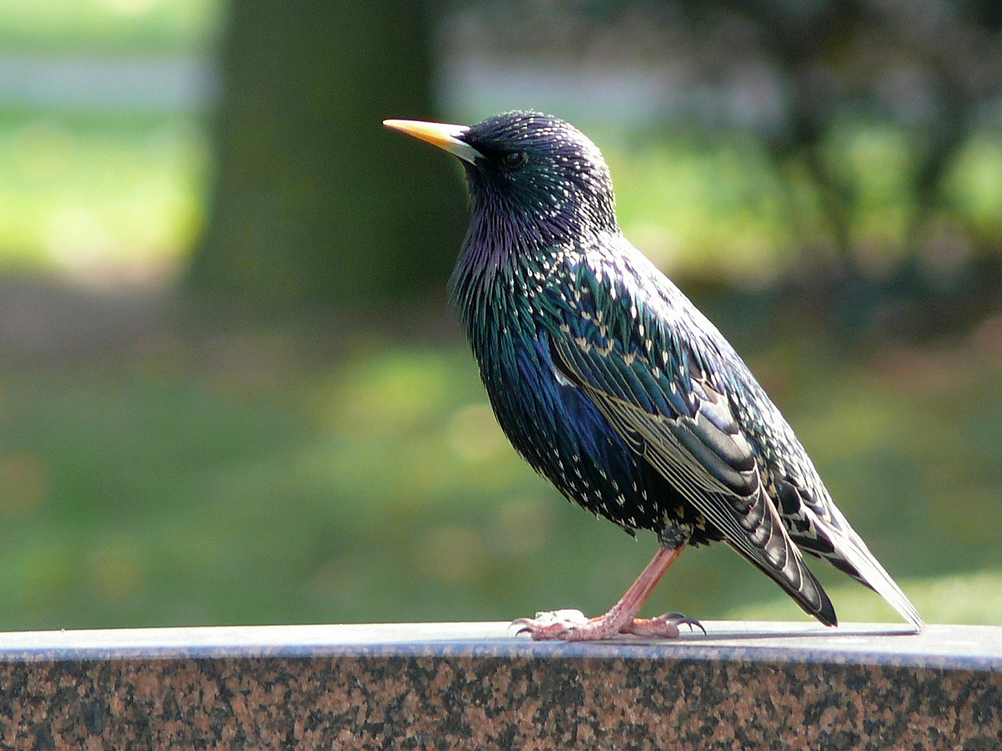 Star Foto & Bild | tiere, wildlife, wild lebende vögel Bilder auf ...