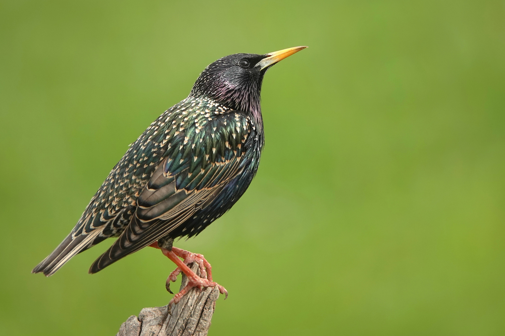 Star Foto & Bild | tiere, wildlife, wild lebende vögel Bilder auf ...