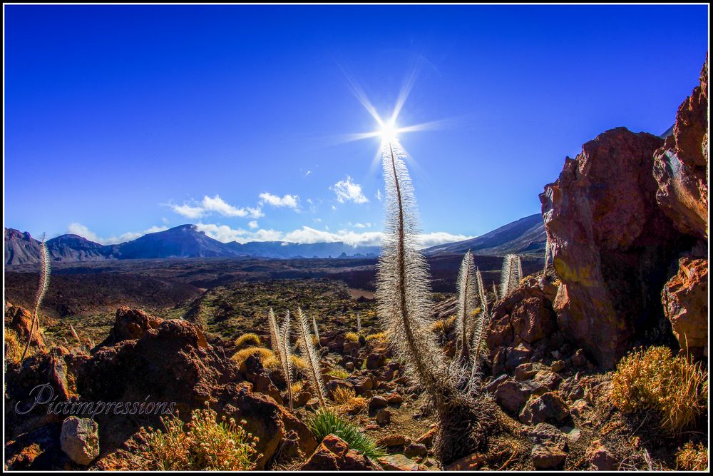 Star of Teide Foto & Bild | europe, canary islands die kanaren, spain ...