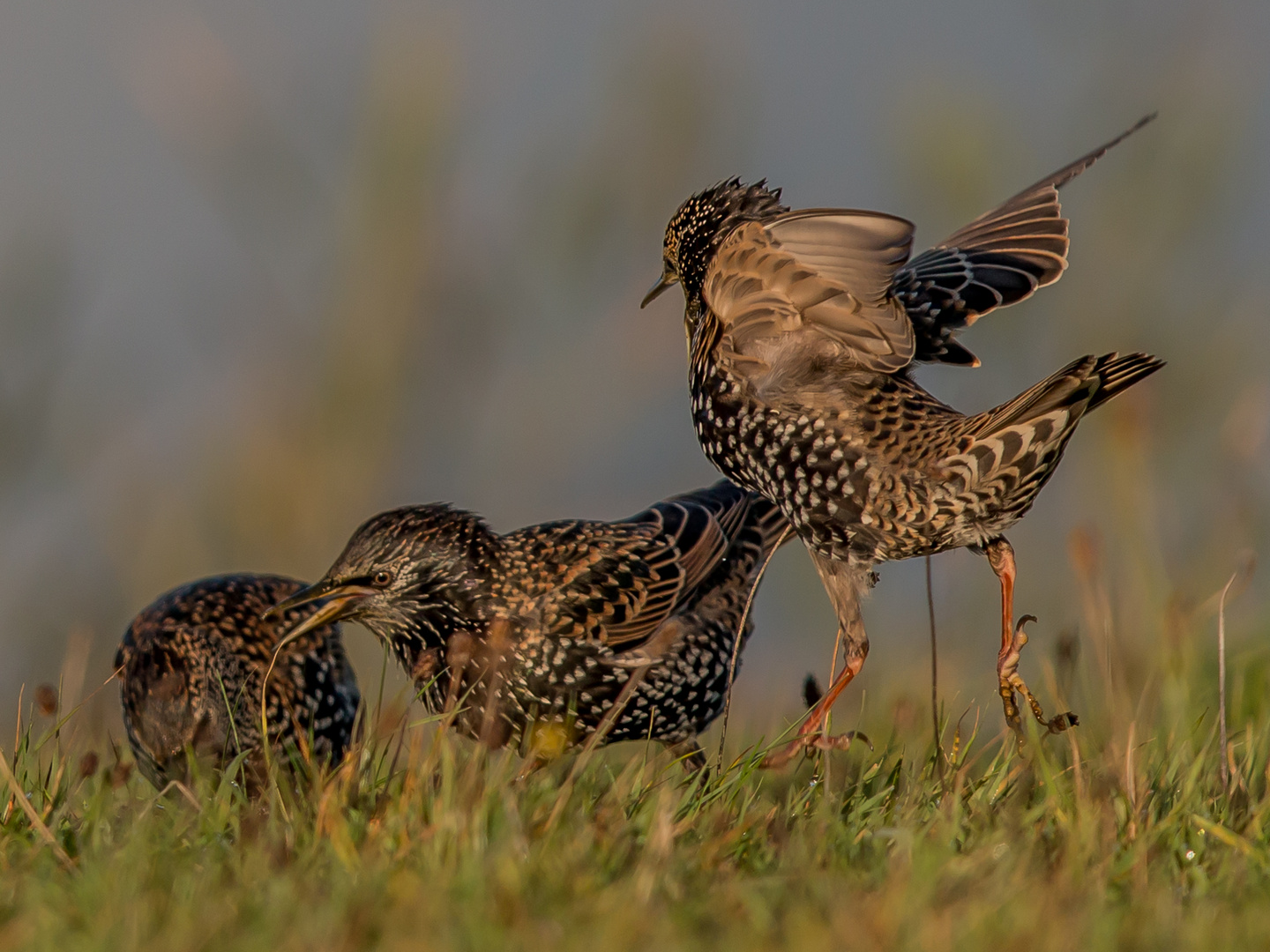 Star-Trio Foto & Bild | tiere, wildlife, star Bilder auf fotocommunity