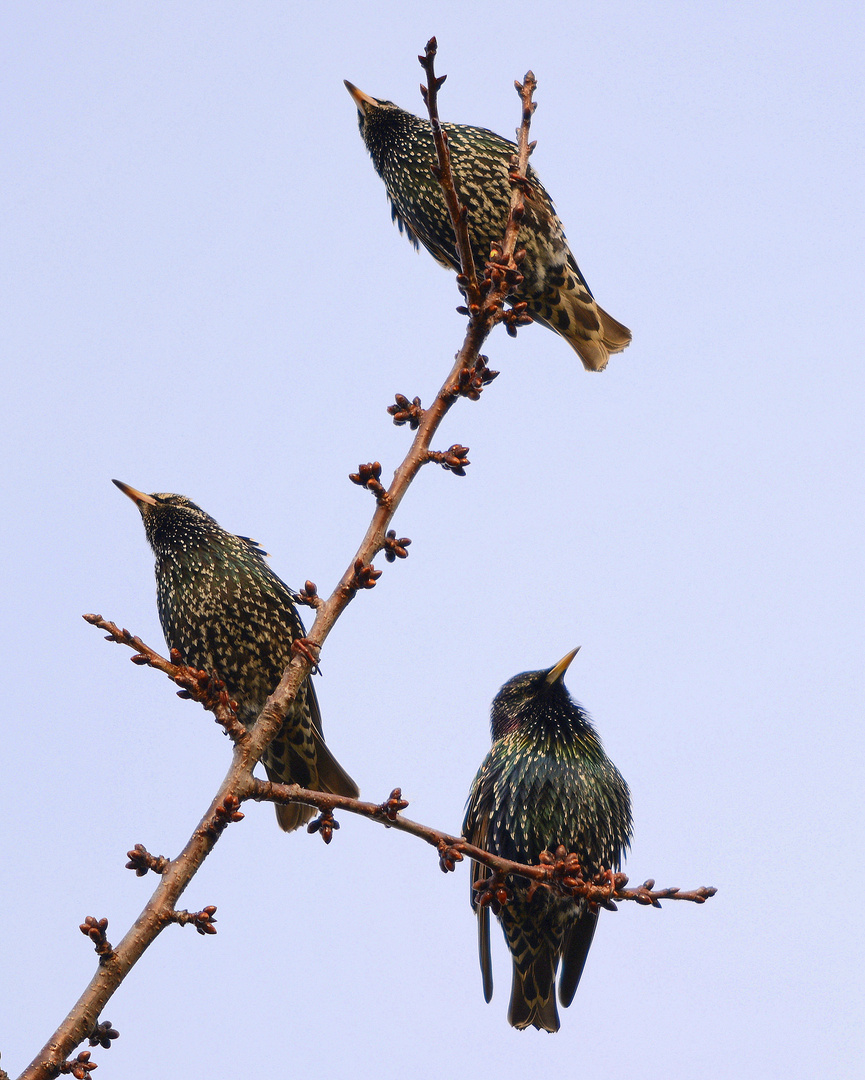 stare Foto & Bild | tiere, wildlife, wild lebende vögel Bilder auf ...