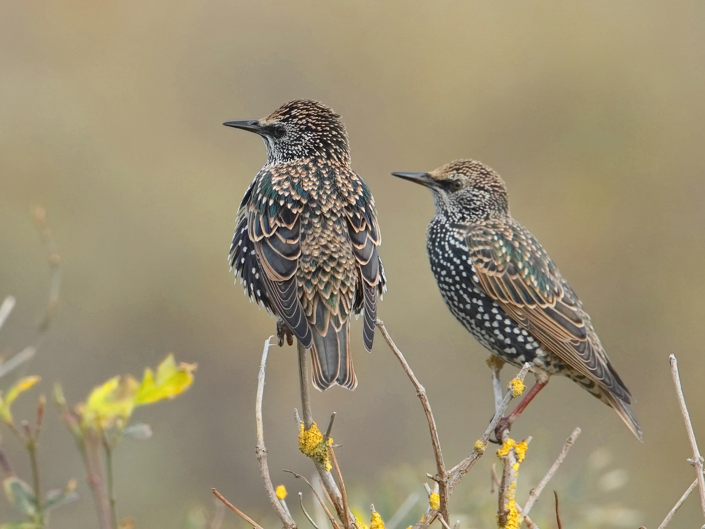 Stare Foto & Bild | tiere, wildlife, wild lebende vögel Bilder auf ...