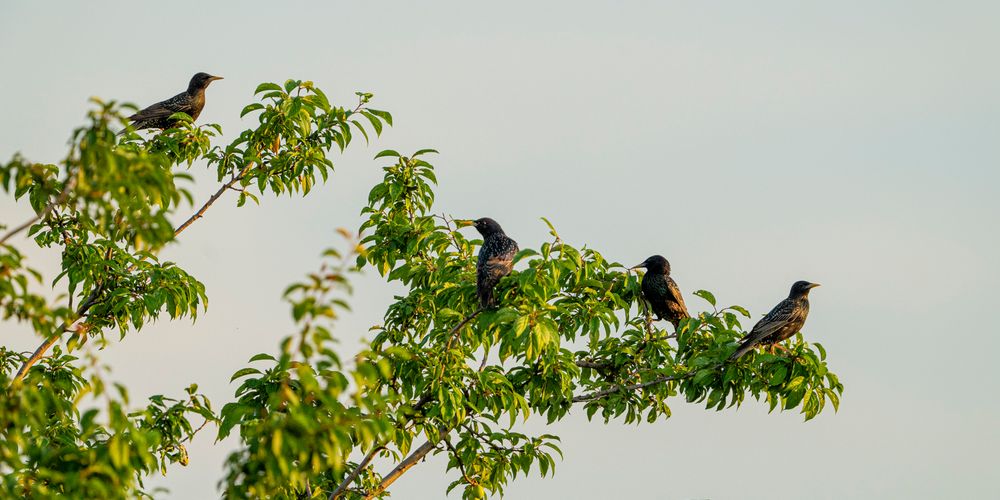 Stare Foto & Bild | europe, balkans, tiere Bilder auf fotocommunity