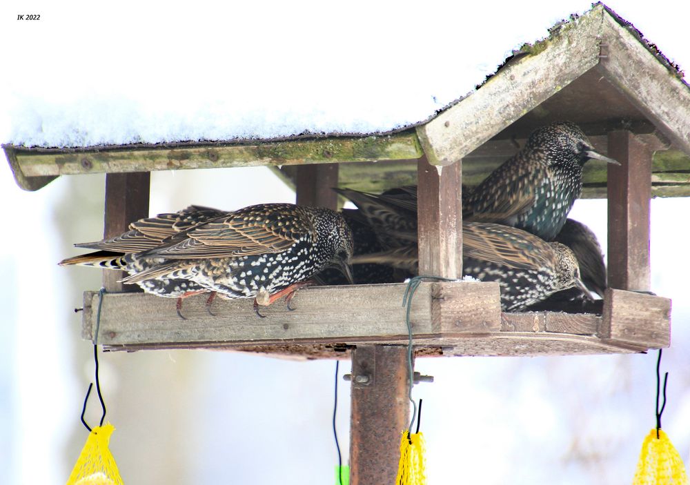 Stare ...... Foto & Bild | natur, tiere, vögel Bilder auf fotocommunity