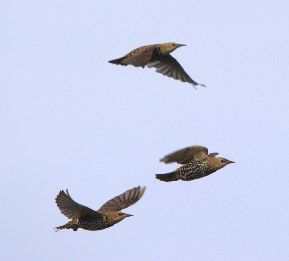 stare Foto & Bild | tiere, wildlife, wild lebende vögel Bilder auf ...