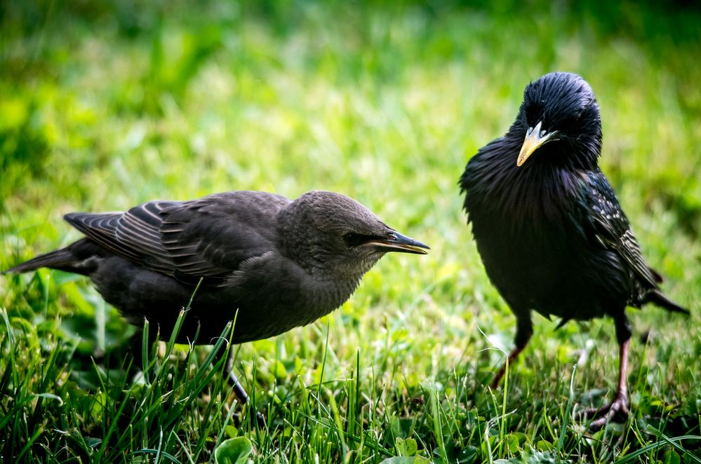 Stare Foto & Bild | tiere, wildlife, wild lebende vögel Bilder auf ...