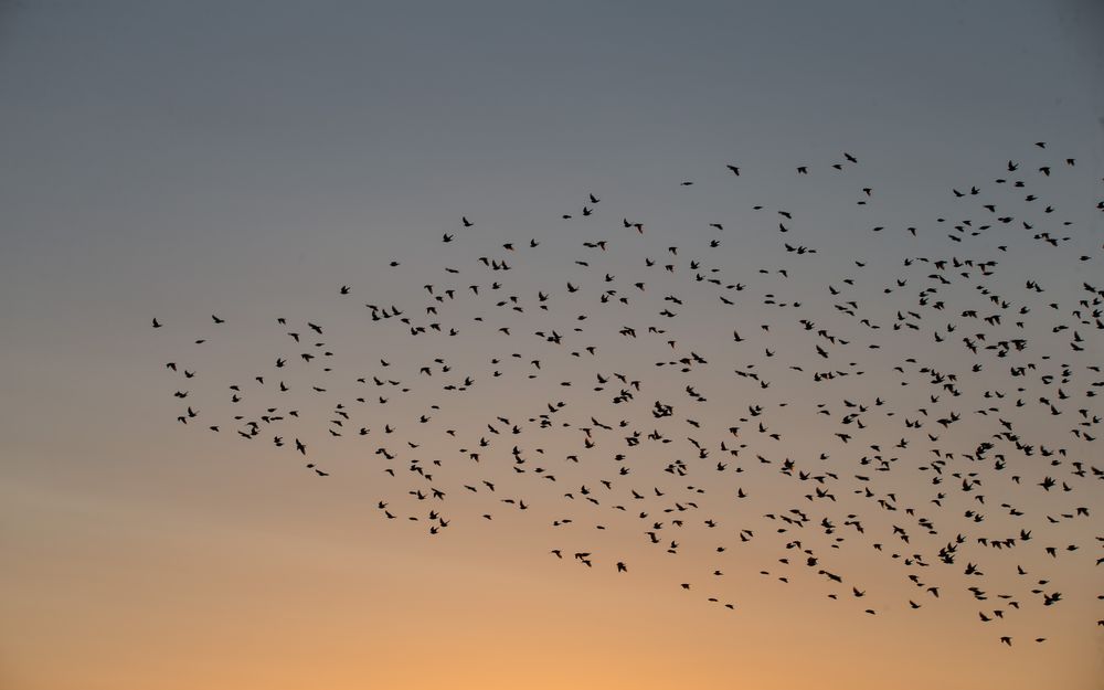 Stare Foto & Bild | tiere, wildlife, wild lebende vögel Bilder auf ...