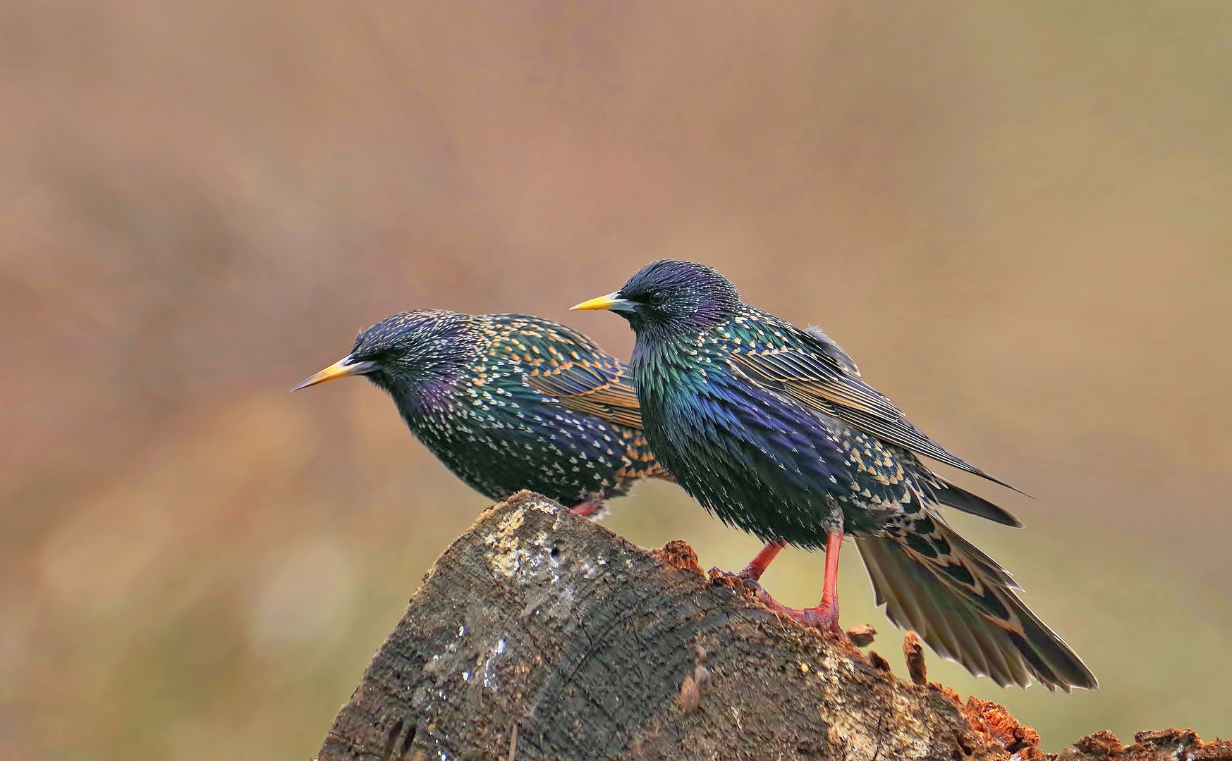 Stare Foto & Bild | fotos, art, dokumentation Bilder auf fotocommunity