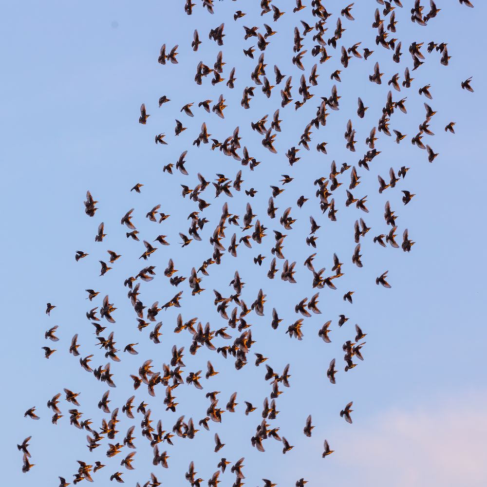 Stare Foto & Bild | tiere, wildlife, wild lebende vögel Bilder auf ...