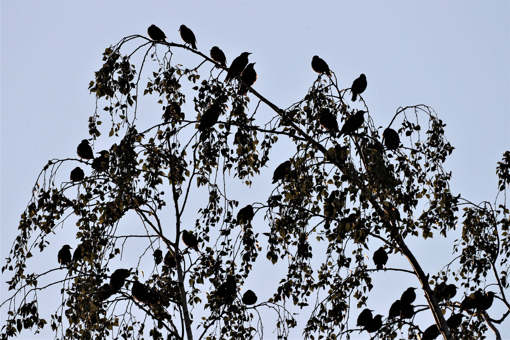 Stare Foto & Bild | tiere, wildlife, wild lebende vögel Bilder auf ...