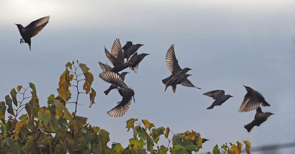 Stare Foto & Bild | natur, vögel, wildlife Bilder auf fotocommunity