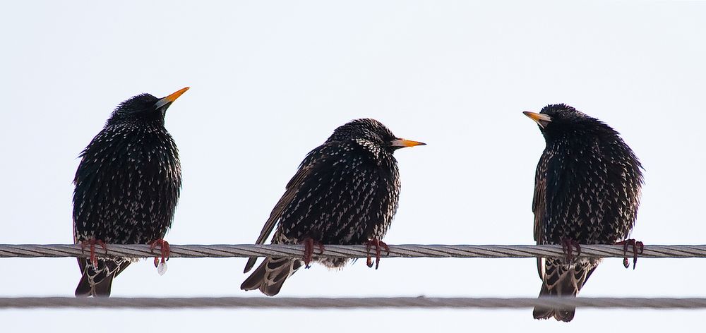 Stare Foto & Bild | tiere, wildlife, wild lebende vögel Bilder auf ...