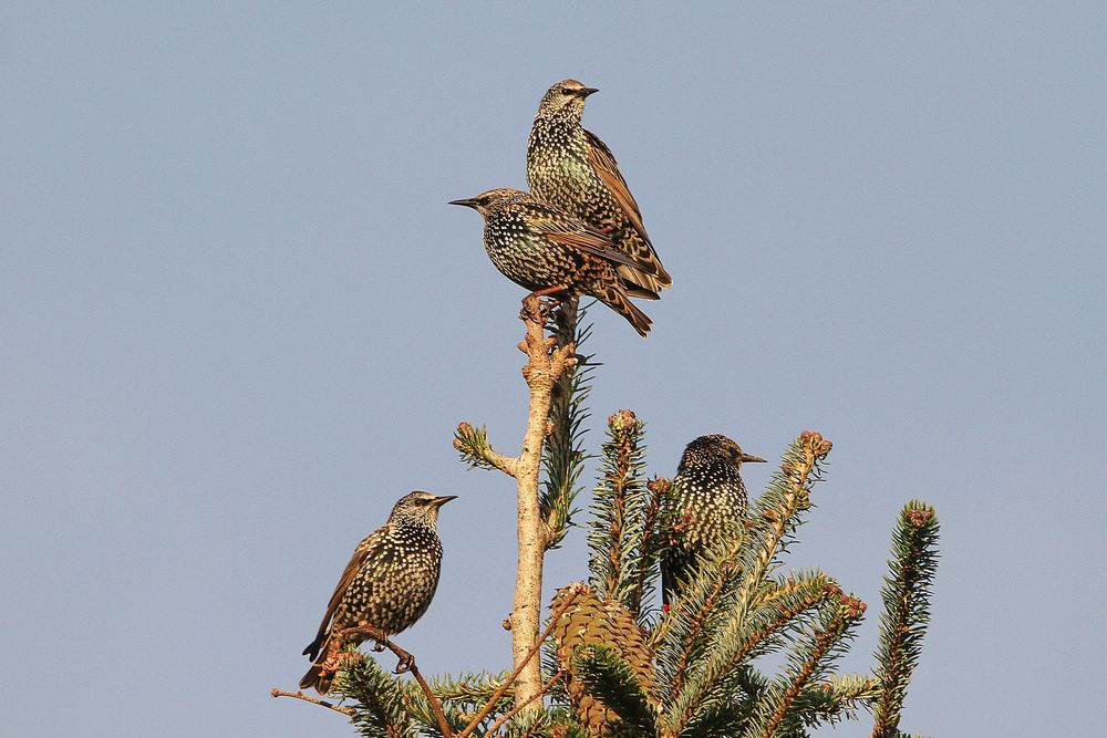Stare Foto & Bild | tiere, wildlife, wild lebende vögel Bilder auf ...