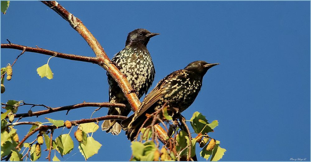Stare Foto & Bild | natur, tiere, vögel Bilder auf fotocommunity