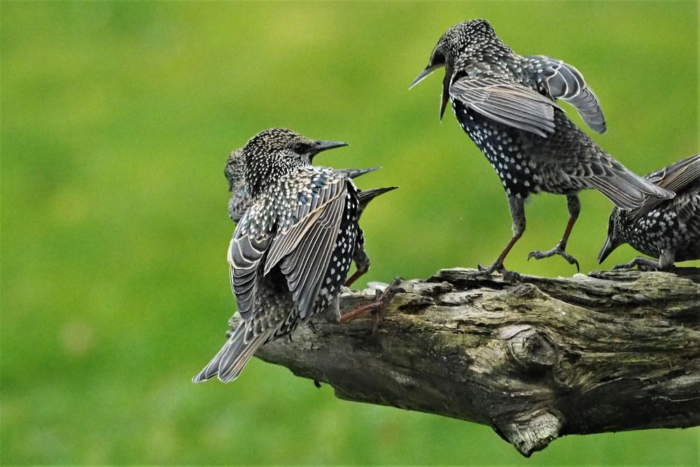 Stare Foto & Bild | natur, tiere, vögel Bilder auf fotocommunity