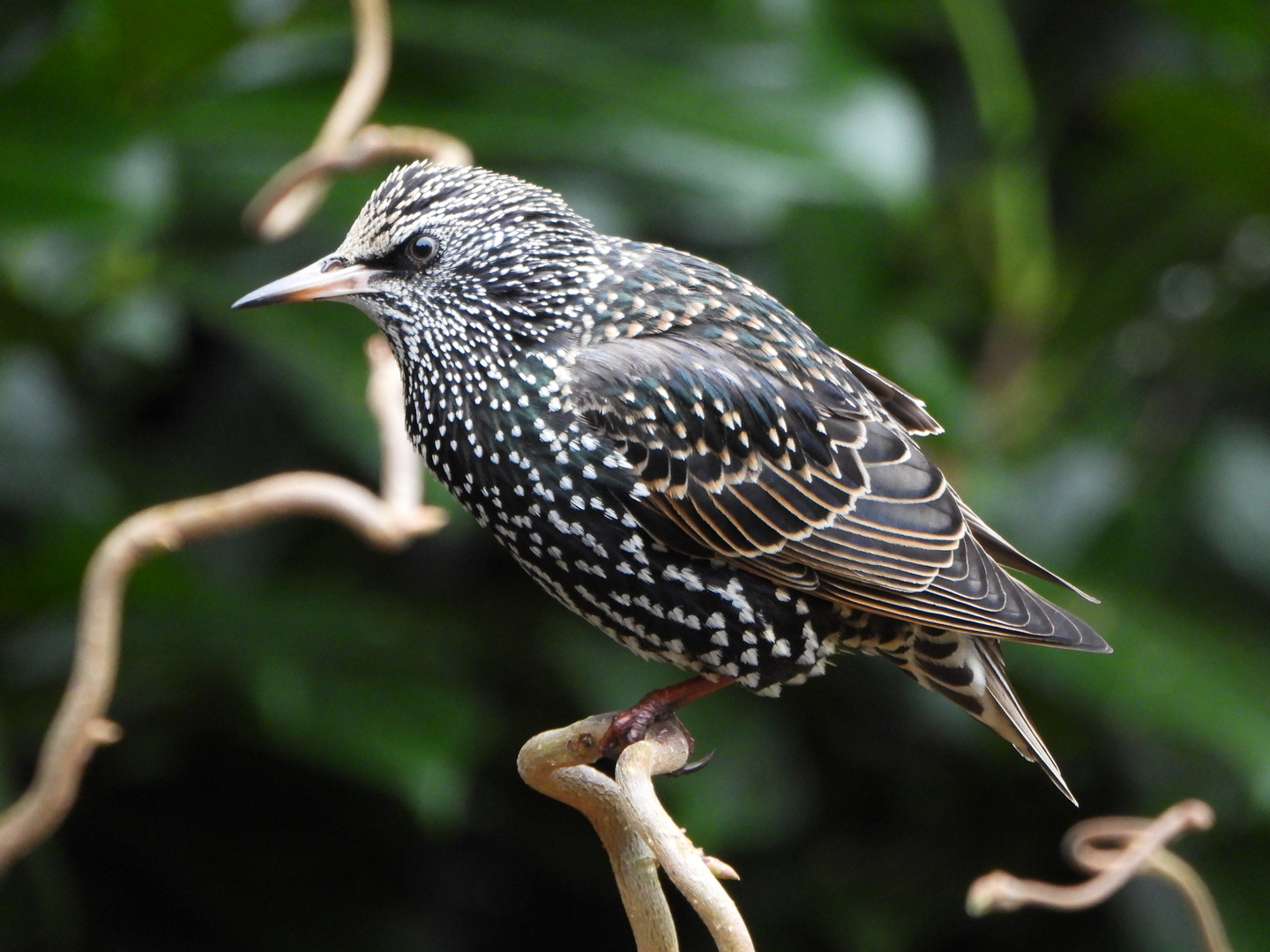 Stare ........ Foto & Bild | tiere, wildlife, wild lebende vögel Bilder ...