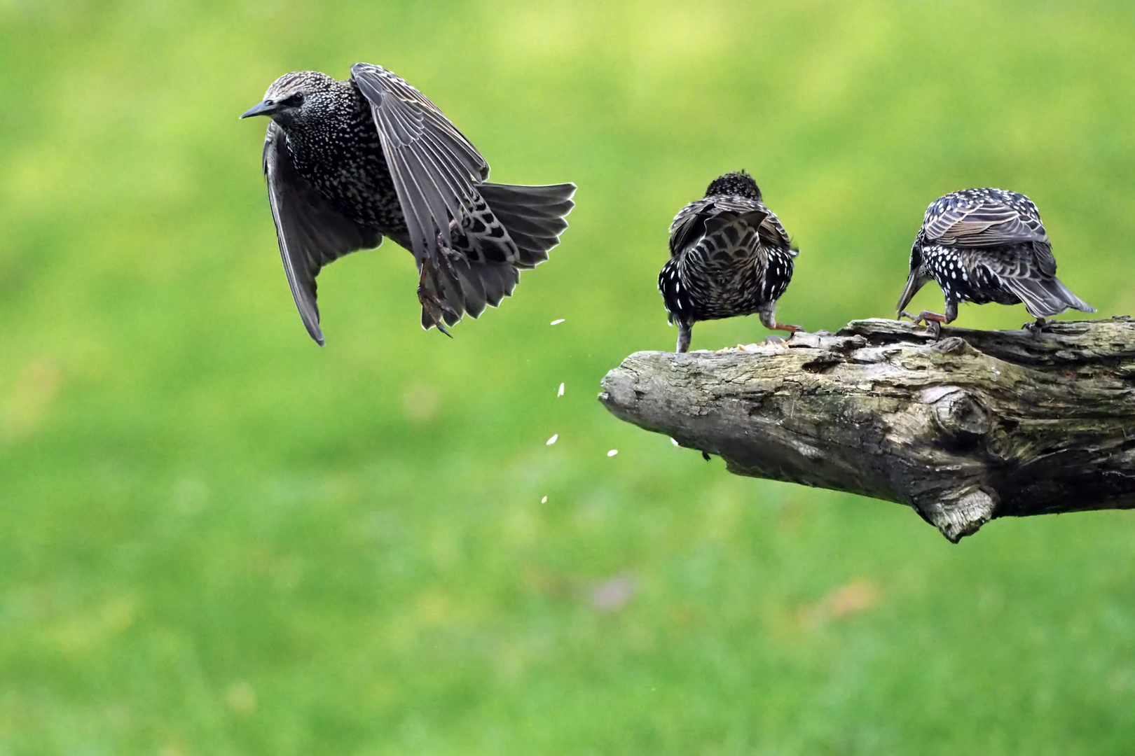 Stare Foto & Bild | natur, tiere, vögel Bilder auf fotocommunity
