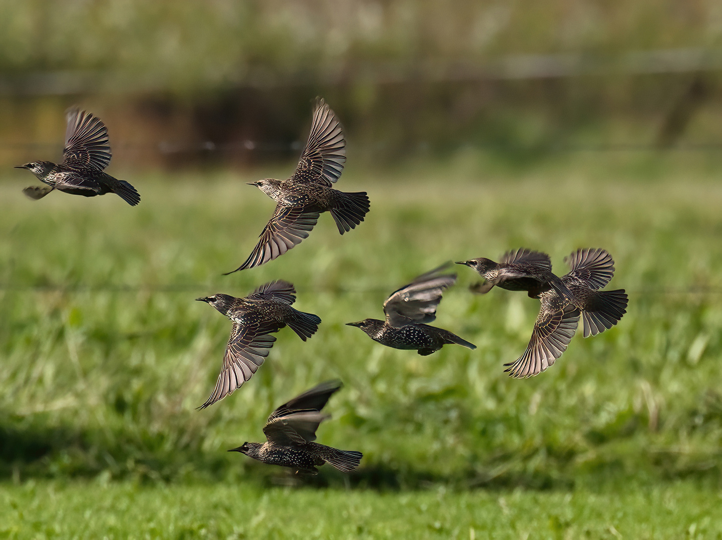 Stare im Aufbruch Foto & Bild | tiere, wildlife, wild lebende vögel ...